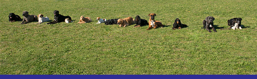 Pet Training | Up Front Obedience School and Dog Center | New Jersey