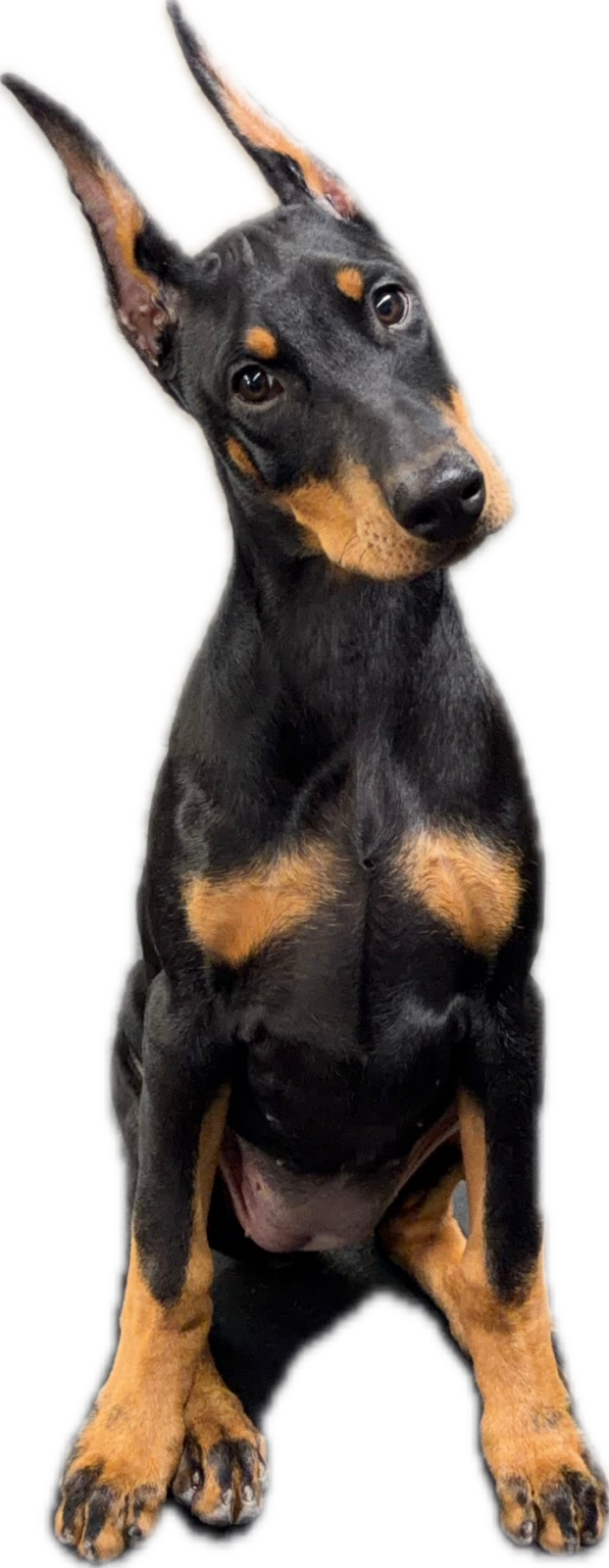 Up Front Obedience School and Dog Training Center | New Jersey